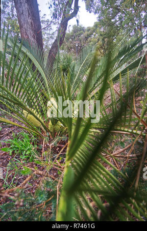 Macrozamia ridlei, male zamia flower incorrectly called a palm. 11 of ...