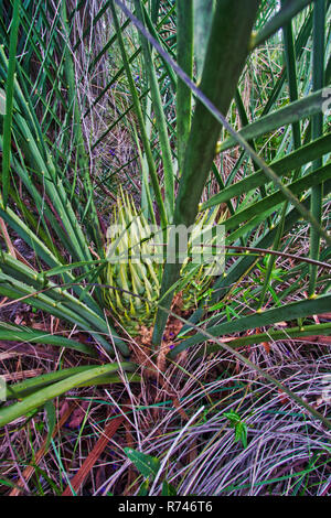 Macrozamia ridlei, female zamia flower peeking through the bush ...