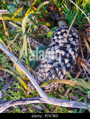 Macrozamia ridlei, mature zamia fruiting body with nuts, Australian ...