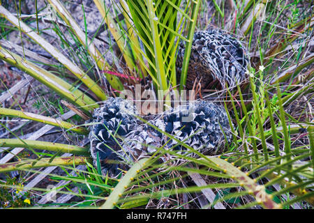 Macrozamia ridlei, Zamia palm, Australian native vegitation an bush ...