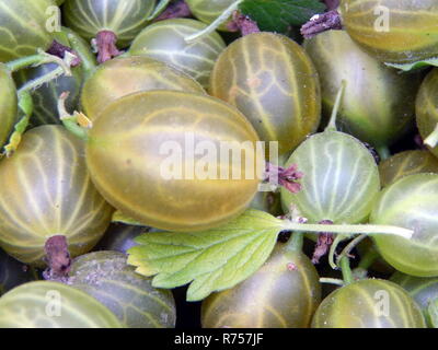 Berry gooseberries, harvesting agrus Stock Photo - Alamy