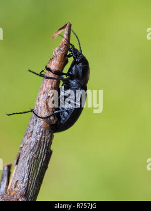 Leather beetle, Carabus coriaceus Stock Photo - Alamy