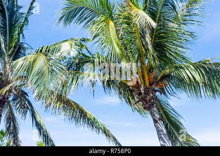 Cuba natural landscape - royal palm grove. Jungle and palm trees Stock ...