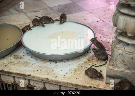 Rats drink milk Karni Mata Temple Deshnok Rajasthan India Stock Photo ...