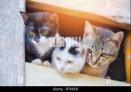 Cat thai three color Stock Photo - Alamy