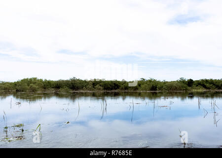 Cuban swamp - Peninsula de Zapata National Park / Zapata Swamp, Cuba ...