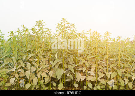 Sesame on tree in plant Stock Photo - Alamy