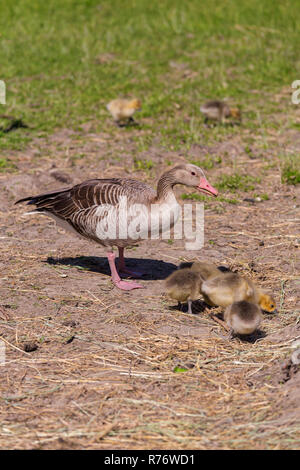 Very nice village in Austria, Rust Stock Photo - Alamy