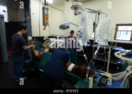 Surgeons operating a horse in operation theatre Stock Photo - Alamy