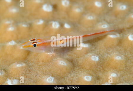 Large whip goby or White-line Seawhip Goby (Bryaninops amplus) Bohol ...