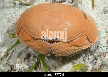 crab smooth (Calappa calappa) Bohol Sea, Cebu, Philippines, Southeast ...