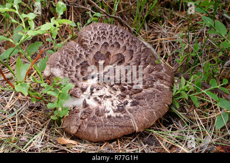 Scaly tooth fungus, Sarcodon squamosus growing in coniferous environmet ...