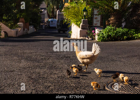 Mother hen with chicks on a roadway Stock Photo - Alamy
