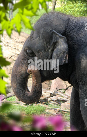 baby African delighted unambitious enthusiastic merry radiant with joy ...