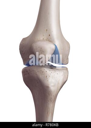 3d rendered illustration of the knee cartilage Stock Photo - Alamy