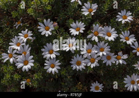 White bietou, Dimorphotheca cuneata, in flower in the Karoo, South ...