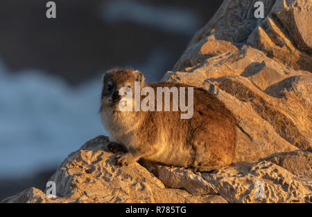 Rock hyrax, dassie, cape hyrax or rock rabbit (Procavia capensis ...