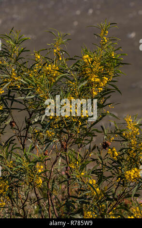 Acacia saligna with acacia gall rust fungus, Uromycladium tepperianum ...