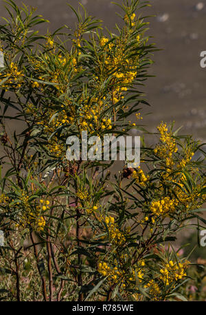 Acacia saligna with acacia gall rust fungus, Uromycladium tepperianum ...
