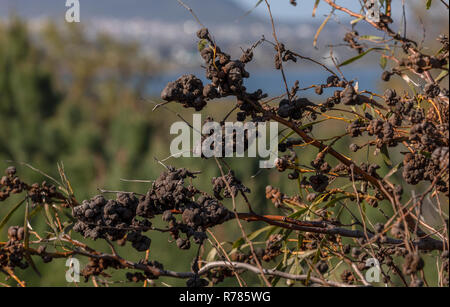 Acacia saligna with acacia gall rust fungus, Uromycladium tepperianum ...