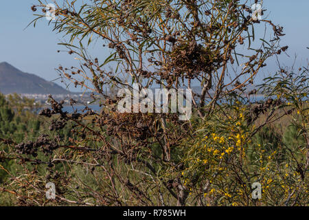 Acacia saligna with acacia gall rust fungus, Uromycladium tepperianum ...