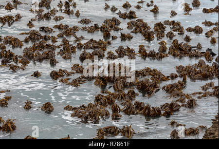 A giant kelp, Ecklonia maxima or sea bamboo, growing in abundance in ...