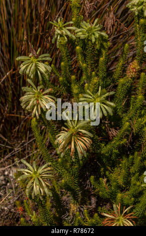 Tassel Heath (Erica coccinea) in flower. Photographed in Fynbos, Cape ...