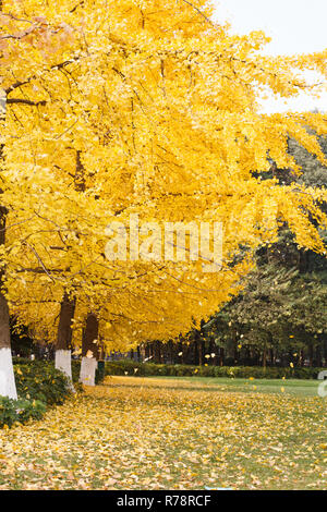 Golden and lush ginkgo trees Stock Photo - Alamy