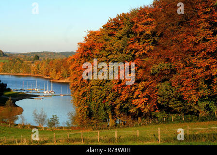 bever dam in autumn Stock Photo - Alamy