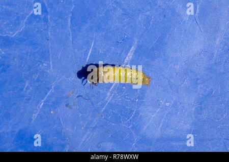 Caddisfly larva (Limnephilus Stock Photo - Alamy