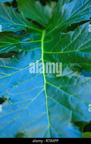 Large leaves of a green plant - soft focus Stock Photo - Alamy