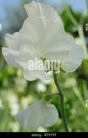 Flowers at an English wedding Stock Photo - Alamy
