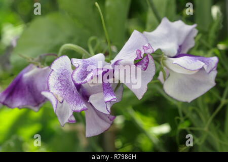 Lathyrus odoratus. Sweet pea 'Frances Kate' flowers, UK Stock Photo - Alamy