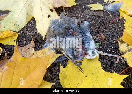 decaying Corpse of a bird in leaves. close-up of dead decomposing dove ...