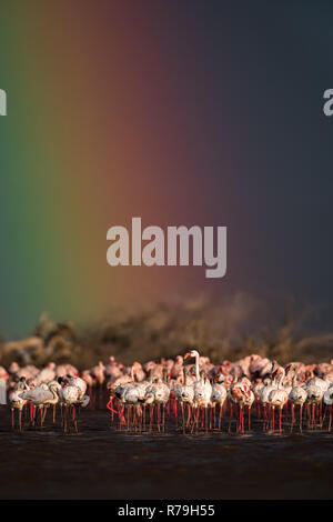 Colony of pink flamingos in Lake Abbe in Djibouti, horn of Africa Stock ...