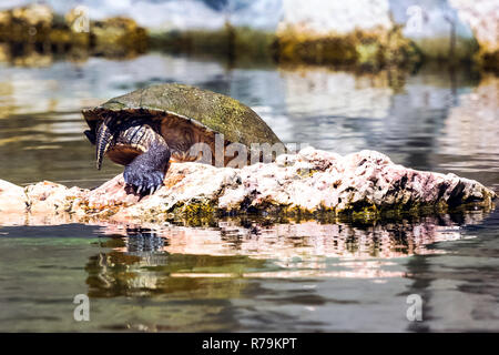Cuban slider (Trachemys decussata), turtle native to Cuba - Peninsula ...