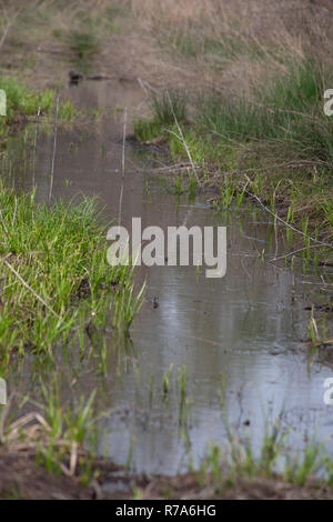 Small, narrow water slough at the edge of a bayou Stock Photo - Alamy