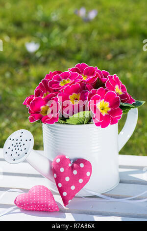 Pink primrose in little watering can Stock Photo - Alamy