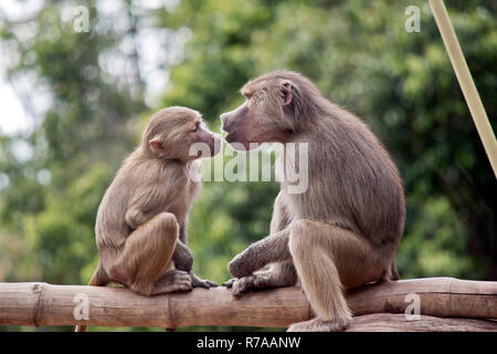 the young baboons are sitting on a log talking to each other Stock ...