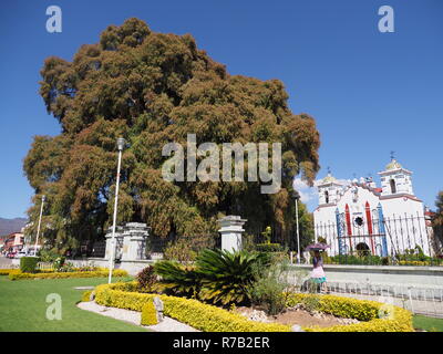 Giant Montezuma Cypress Tree, Tule near Oaxaca, Mexico Stock Photo - Alamy