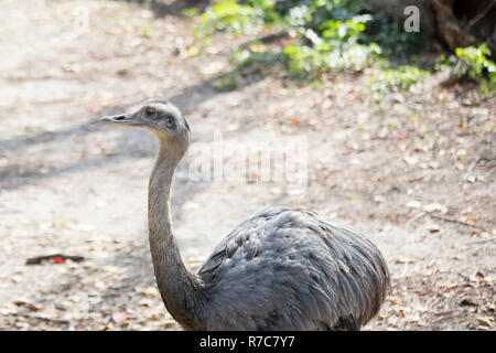 The Rhea is a large flightless ratite bird, native to South America ...