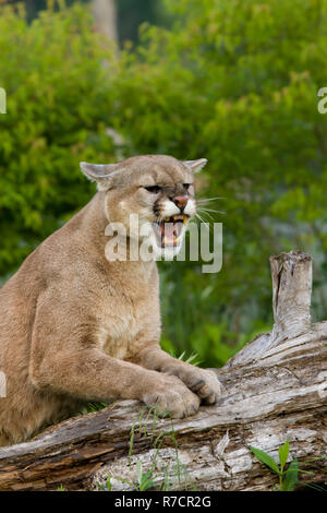 mountain lion cougar hissing snarling Stock Photo - Alamy