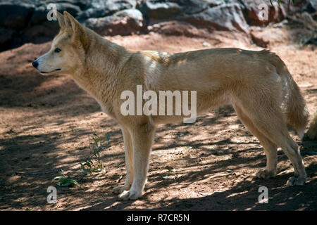 this is a side view of a golden dingo Stock Photo - Alamy