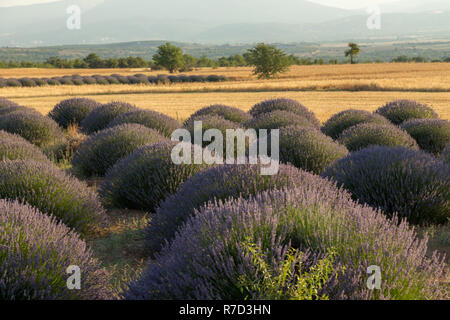 lavender fields Isparta Turkey Kuyucak village Stock Photo - Alamy