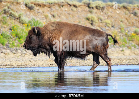 Bison crossing river in Lamar Valley, Yellowstone National Park ...