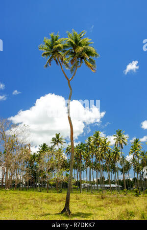 Double-headed coconut tree on Tongatapu island in Tonga. Tongatapu is ...