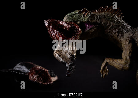 allosaurus biting a dinosaur body with blood on white Stock Photo - Alamy