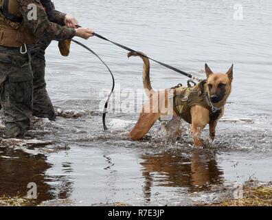 A Multi-Purpose Canine with U.S. Marine Corps Forces Special Operations ...