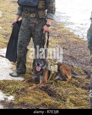 A Multi-Purpose Canine handler, with U.S. Marine Corps Forces Special ...