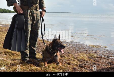 A Multi-Purpose Canine with U.S. Marine Corps Forces Special Operations ...